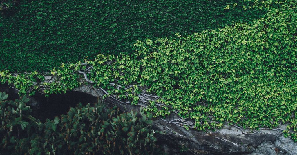 Croissance organique : stratégies efficaces pour booster votre ...